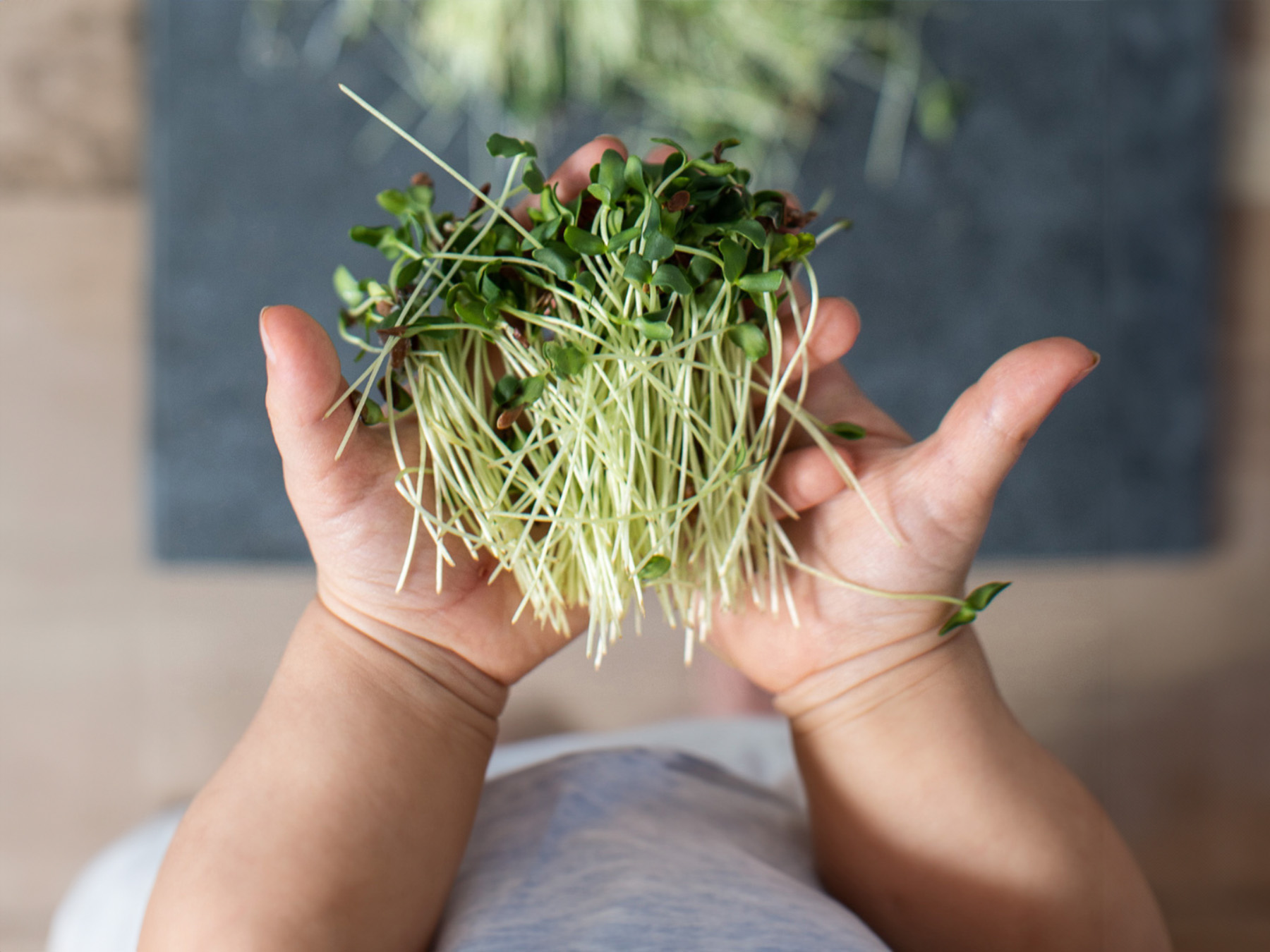 How to make your kids love microgreens! | FoodsCross