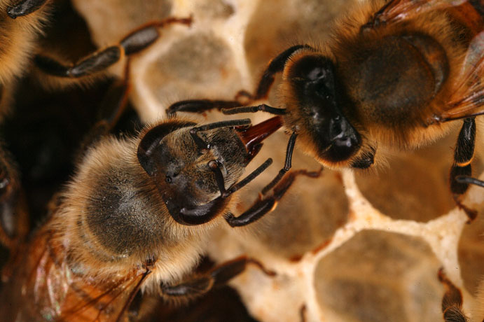 Ask a grown up: How bees make honey | FoodsCross