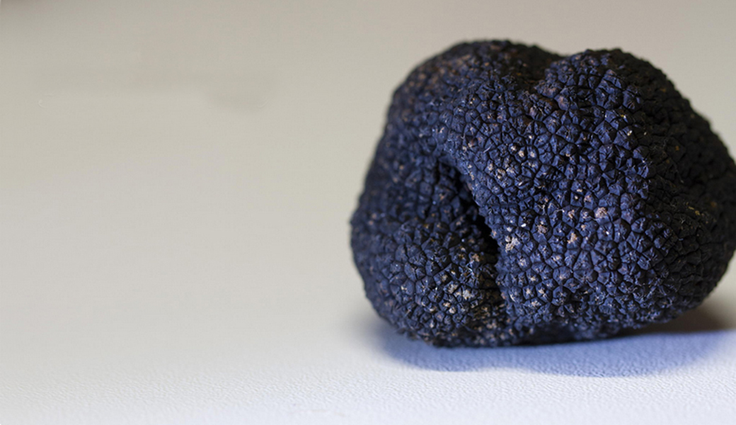 History and curiosities of the truffle | FoodsCross